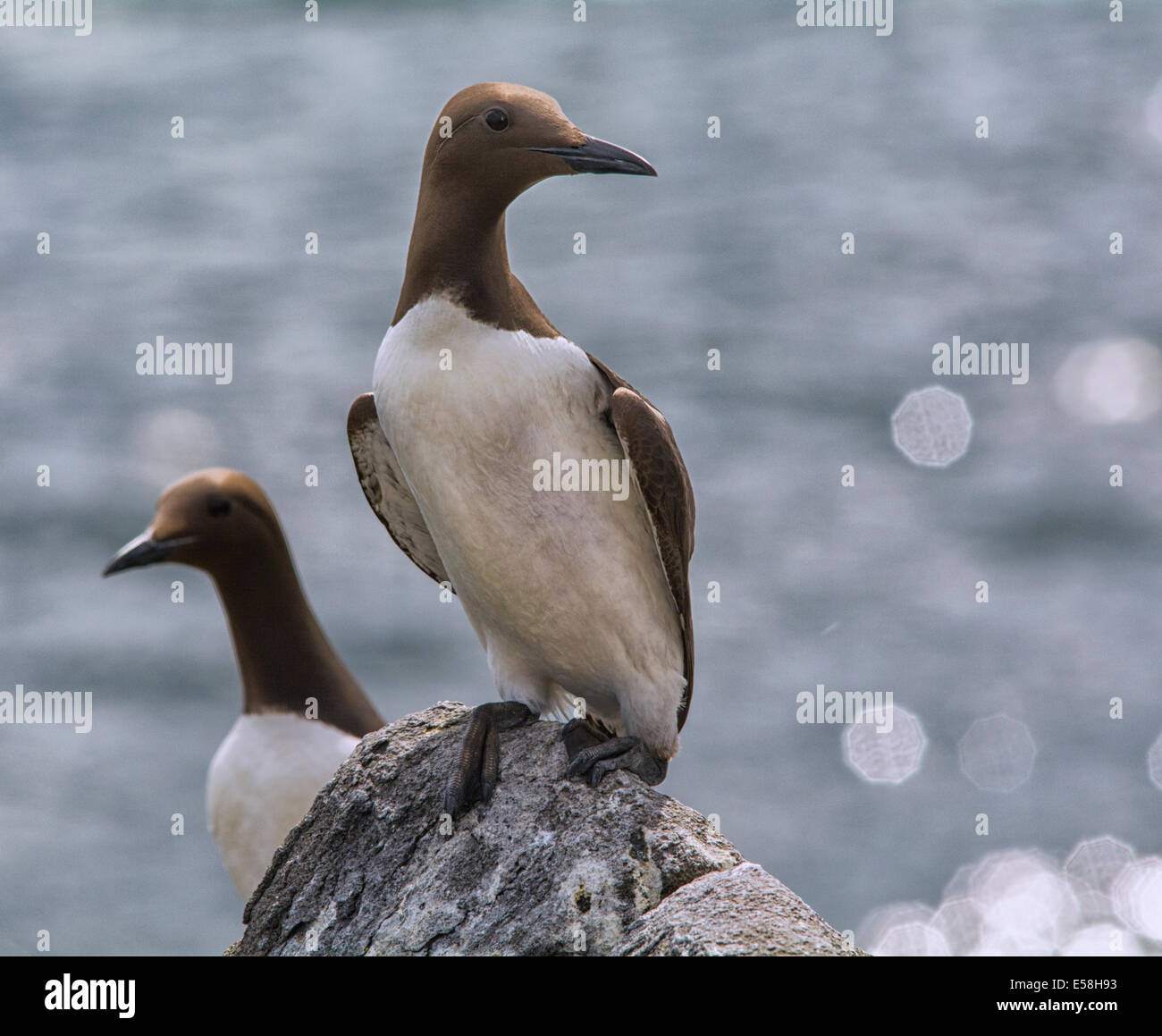 Guillemots hi-res stock photography and images - Alamy