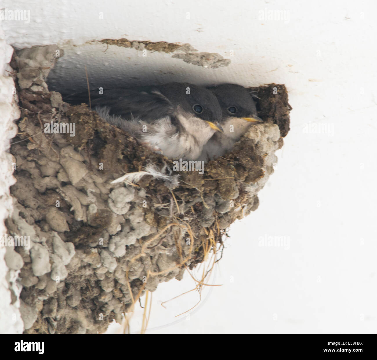 House martins hi-res stock photography and images - Alamy