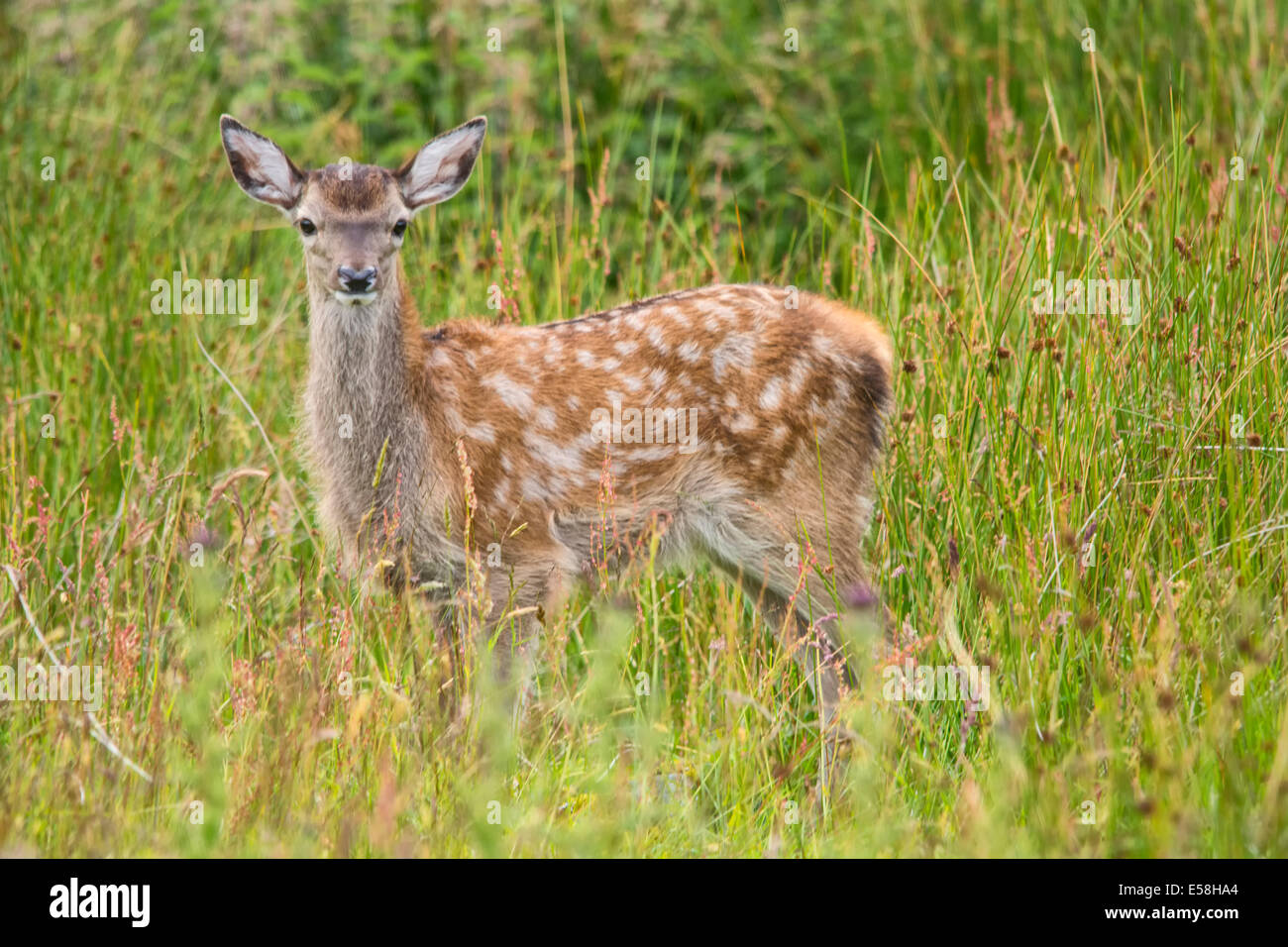 Red Deer Fawn Stock Photo - Alamy