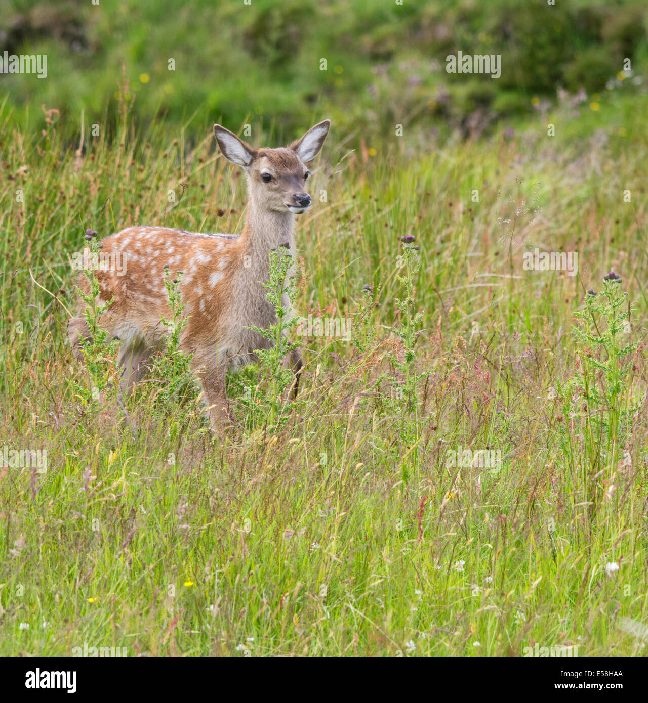 Red deer and fawn hi-res stock photography and images - Alamy