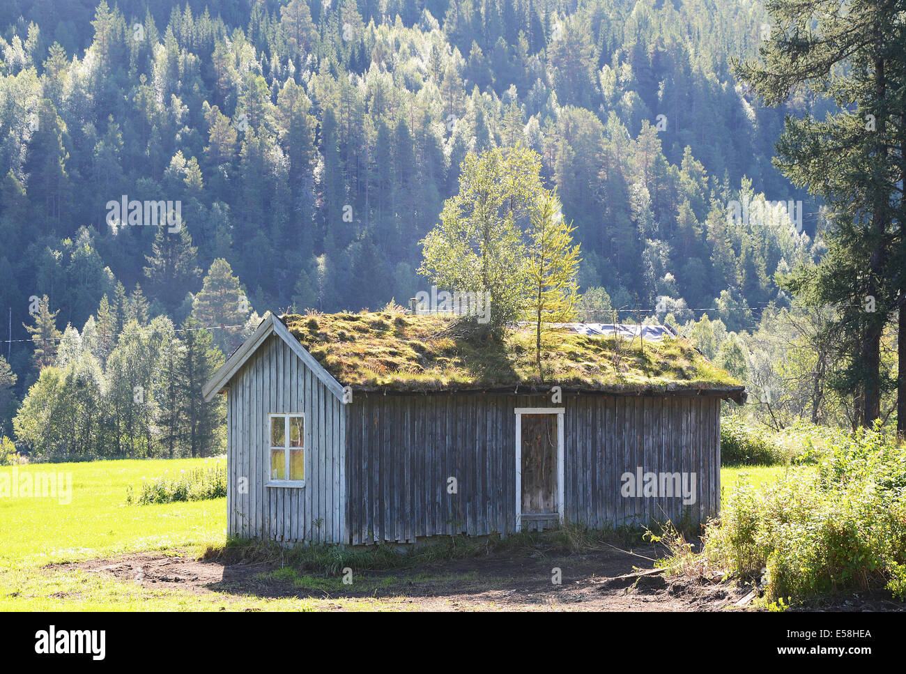 Cotttage with trees on the roof at Beiarn, Norway, Aug. 12, 2013 Stock ...