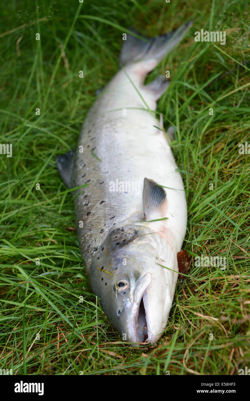 A salmon caught in the river Beiarn, Norway , Aug. 11, 2013 Stock Photo ...