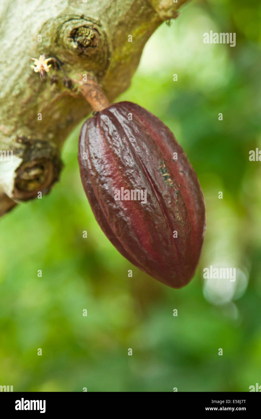 Chocolate and fruit hi-res stock photography and images - Alamy