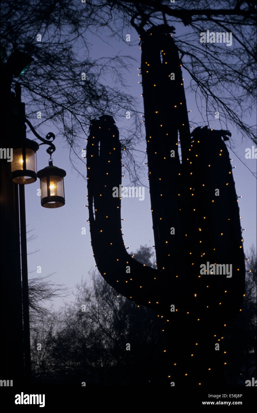 Early Morning Photo of a Saguaro Cactus Decorated with Holiday Lights ...