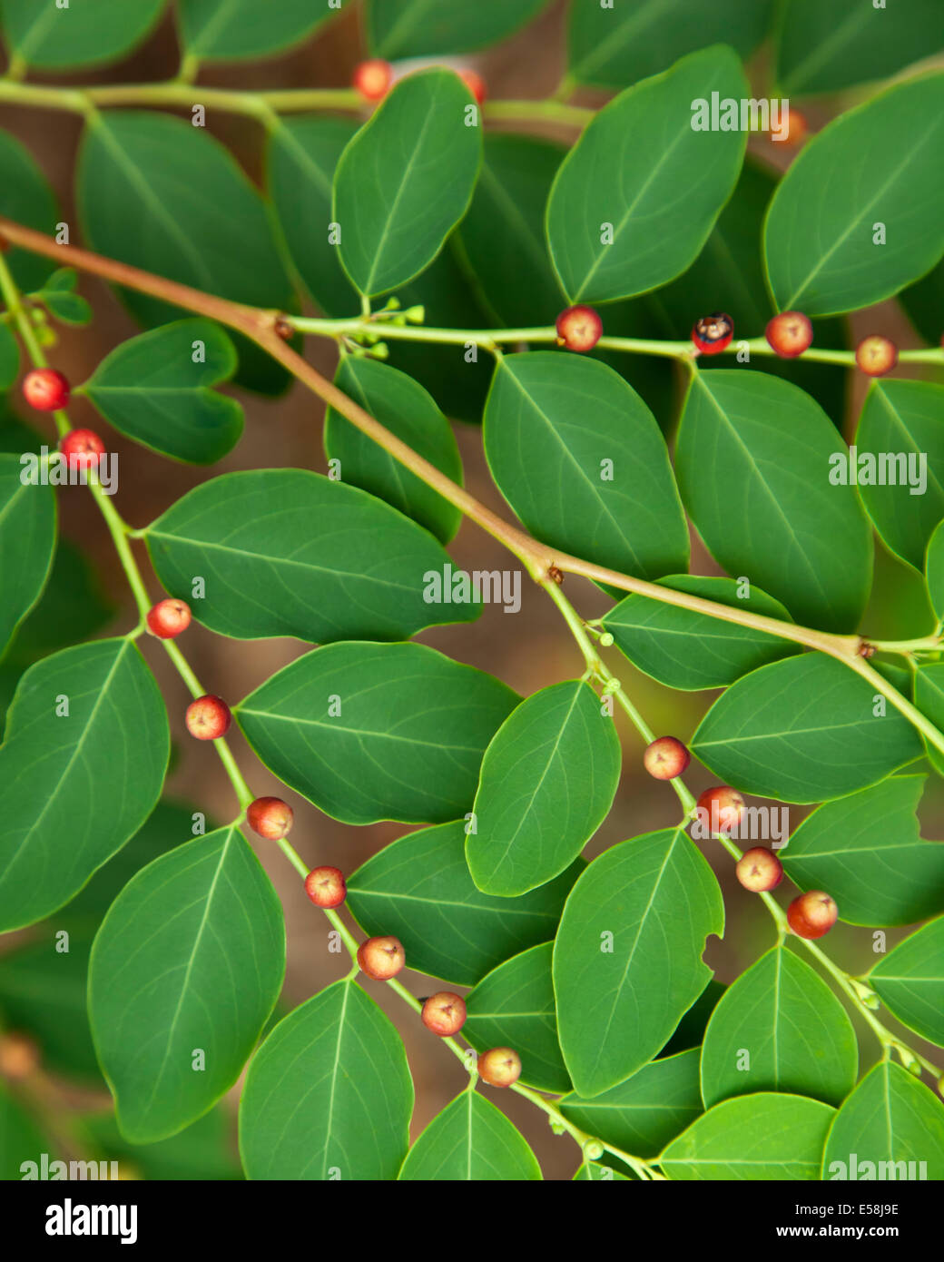 Green plant with red berries Stock Photo - Alamy