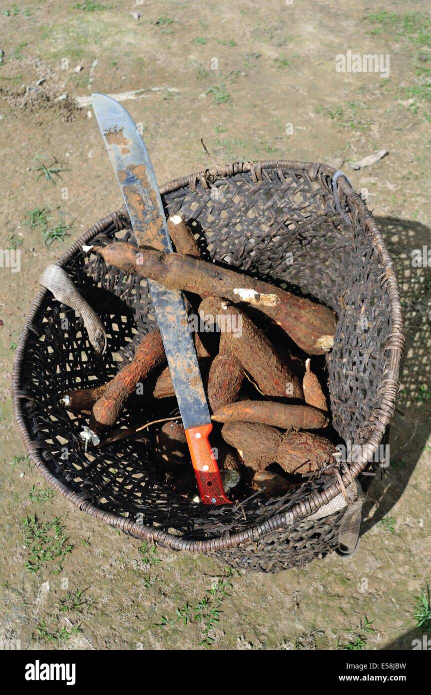 Panguana hi-res stock photography and images - Alamy