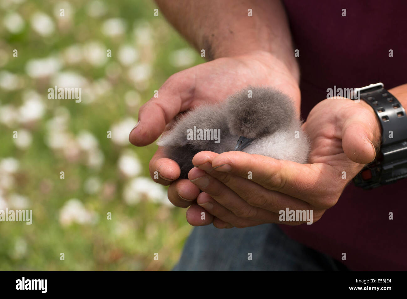 Manx shearwater hi-res stock photography and images - Alamy