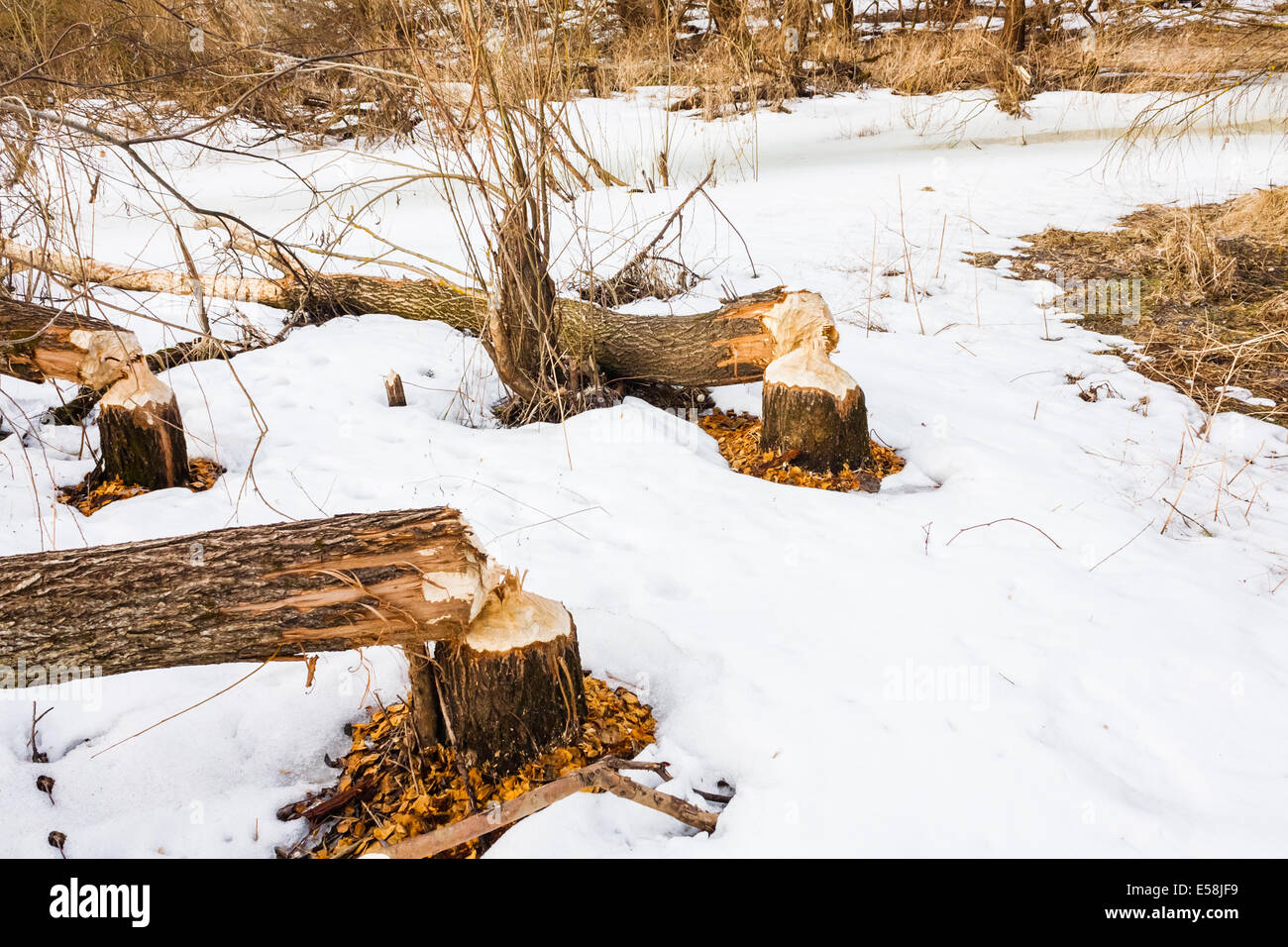 Tree of teeth hi-res stock photography and images - Alamy