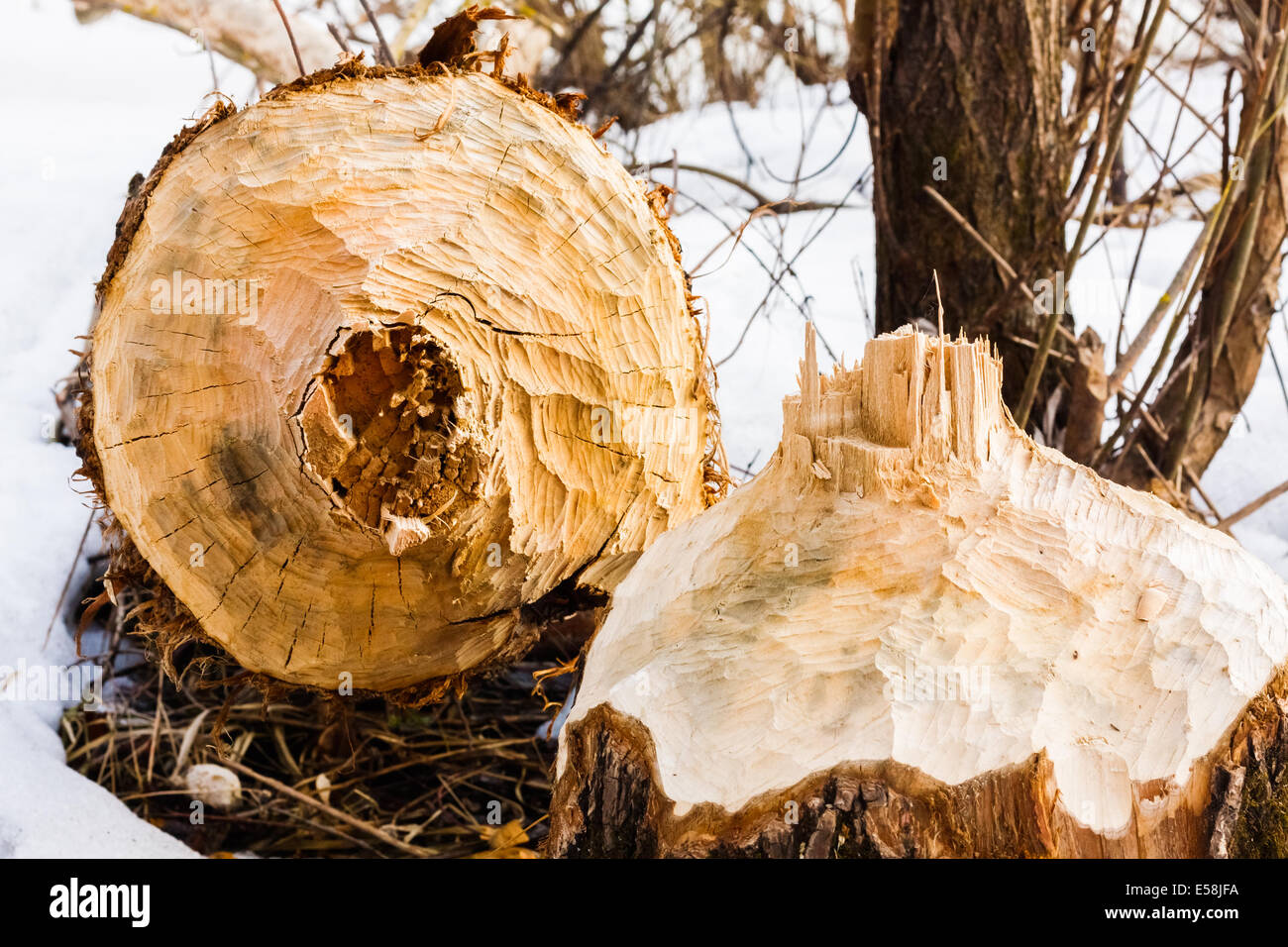 Tree gnawed by beavers in winter forest Stock Photo - Alamy