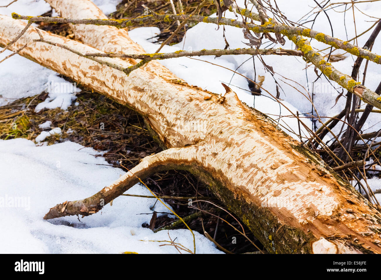 Tree gnawed by beavers in winter forest Stock Photo - Alamy