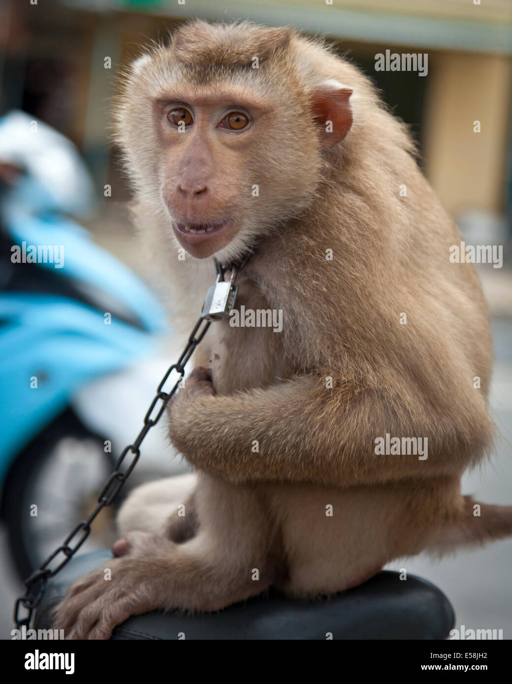 Monkey on chain on bicycle Stock Photo - Alamy