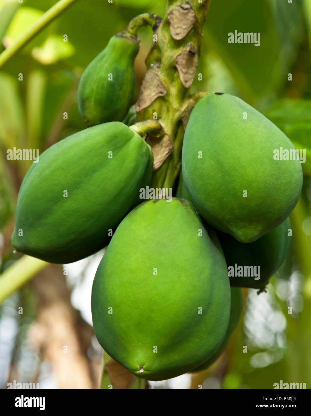 Papaya fruit on the tree hi-res stock photography and images - Alamy