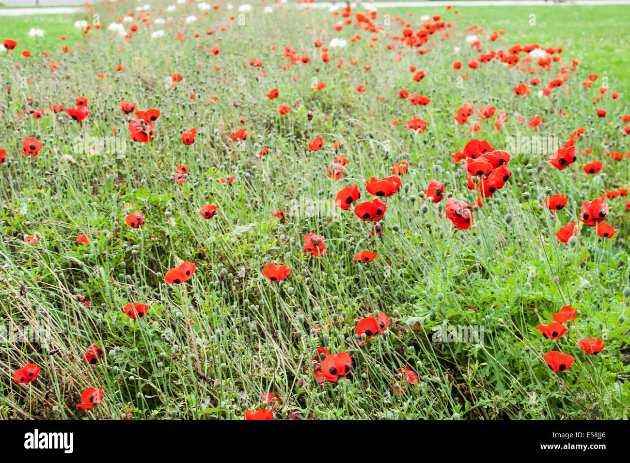 Poppy or poppies world war one in belgium flanders fields Stock Photo ...