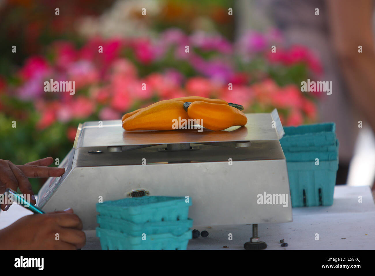 Urban farmers market scale with vendor's fingers working settings and ...