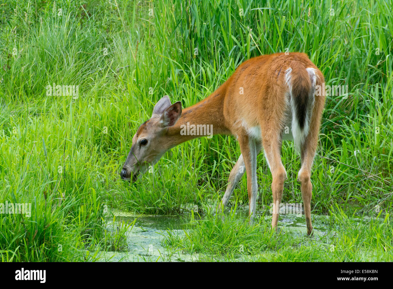 A White-tailed Deer Doe drinking Stock Photo - Alamy