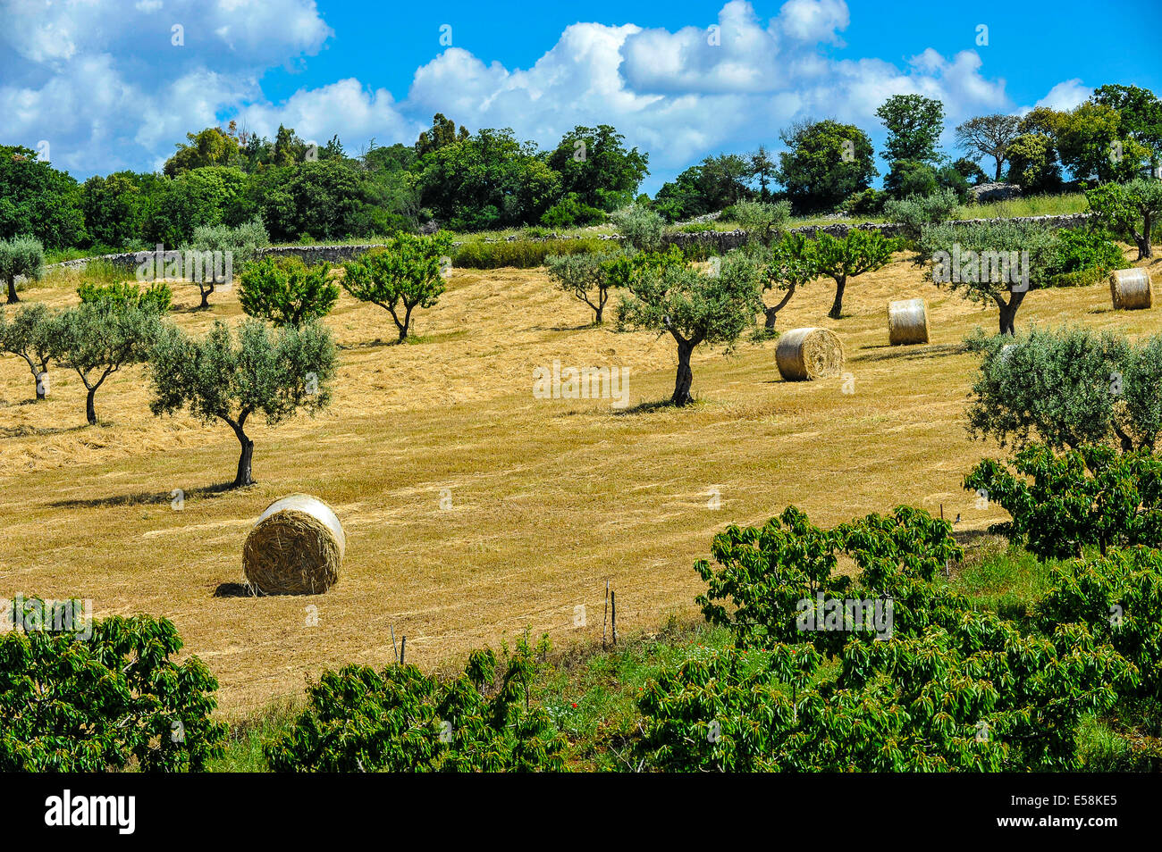 Olive tree puglia italia hi-res stock photography and images - Alamy