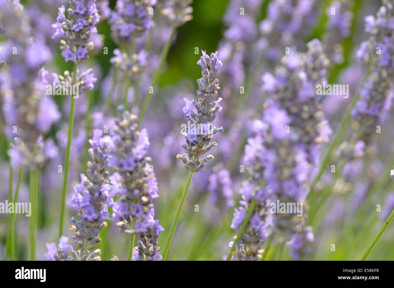 Moth deterence hi-res stock photography and images - Alamy