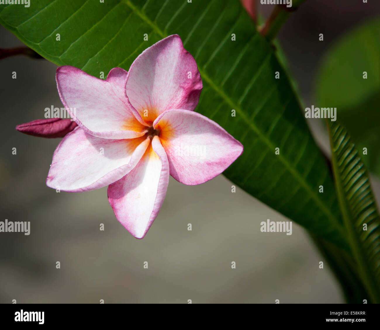 Flower in temple in Hoi An Stock Photo - Alamy