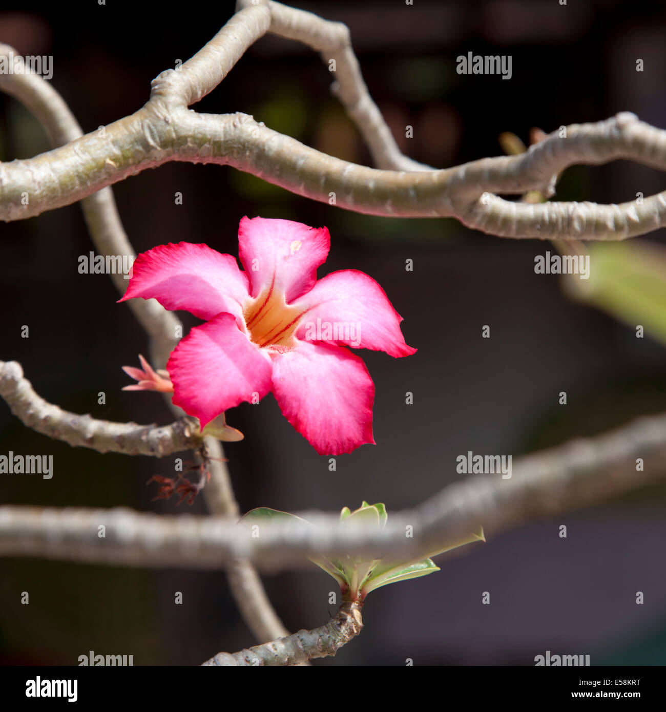 Flower in temple in Hoi An Stock Photo - Alamy