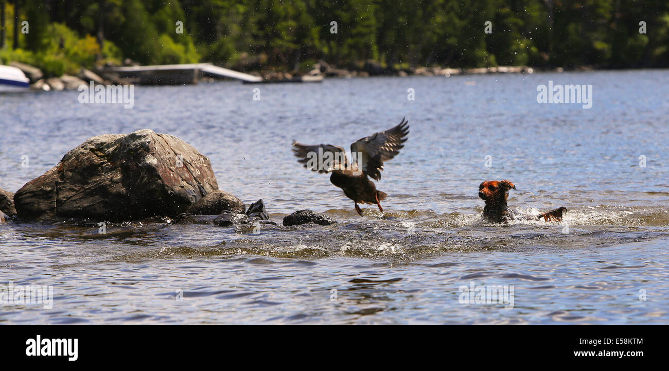 Small dog chasing ducks in freshwater lake with stones, shore & foliage ...