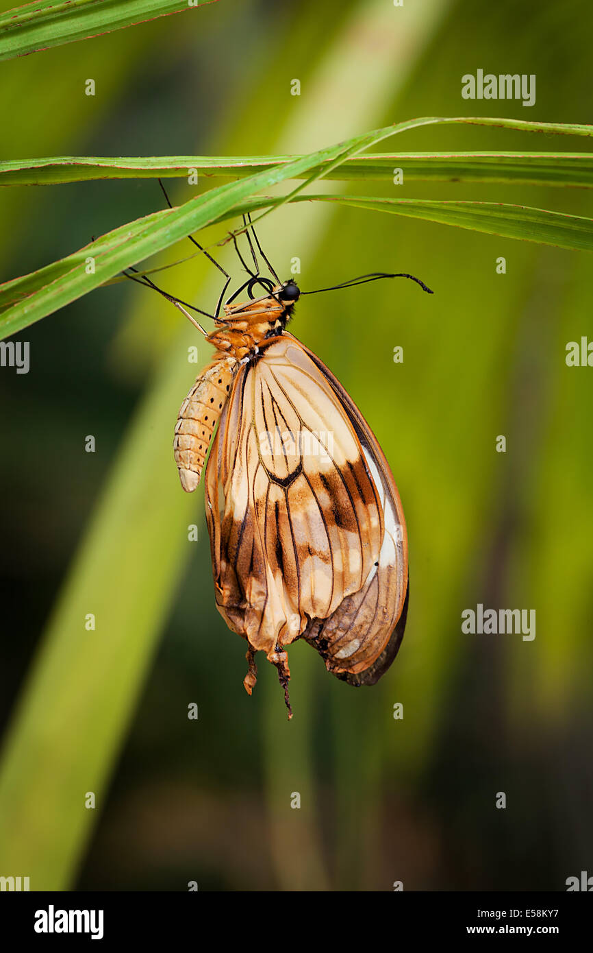 Emerging Butterfly High Resolution Stock Photography and Images - Alamy