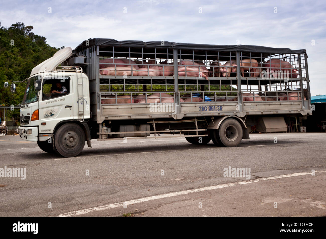 Transport of pig hi-res stock photography and images - Alamy