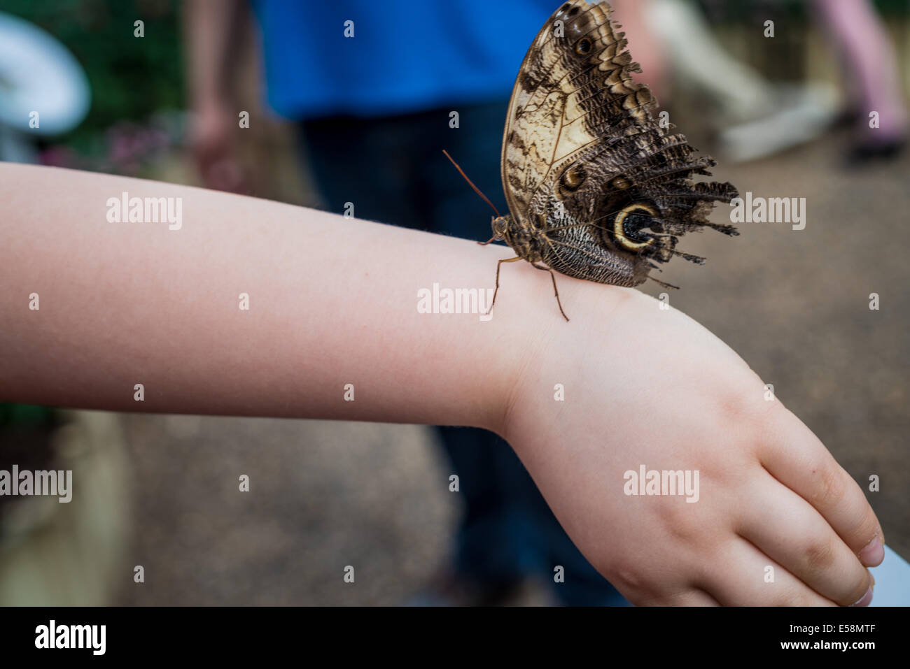 Butterfly museum uk hi-res stock photography and images - Alamy