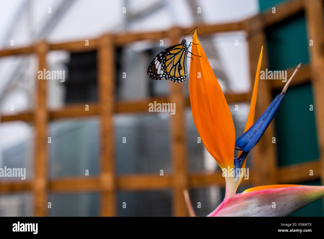 Butterflies outdoor exhibition in Natural History Museum in London ...