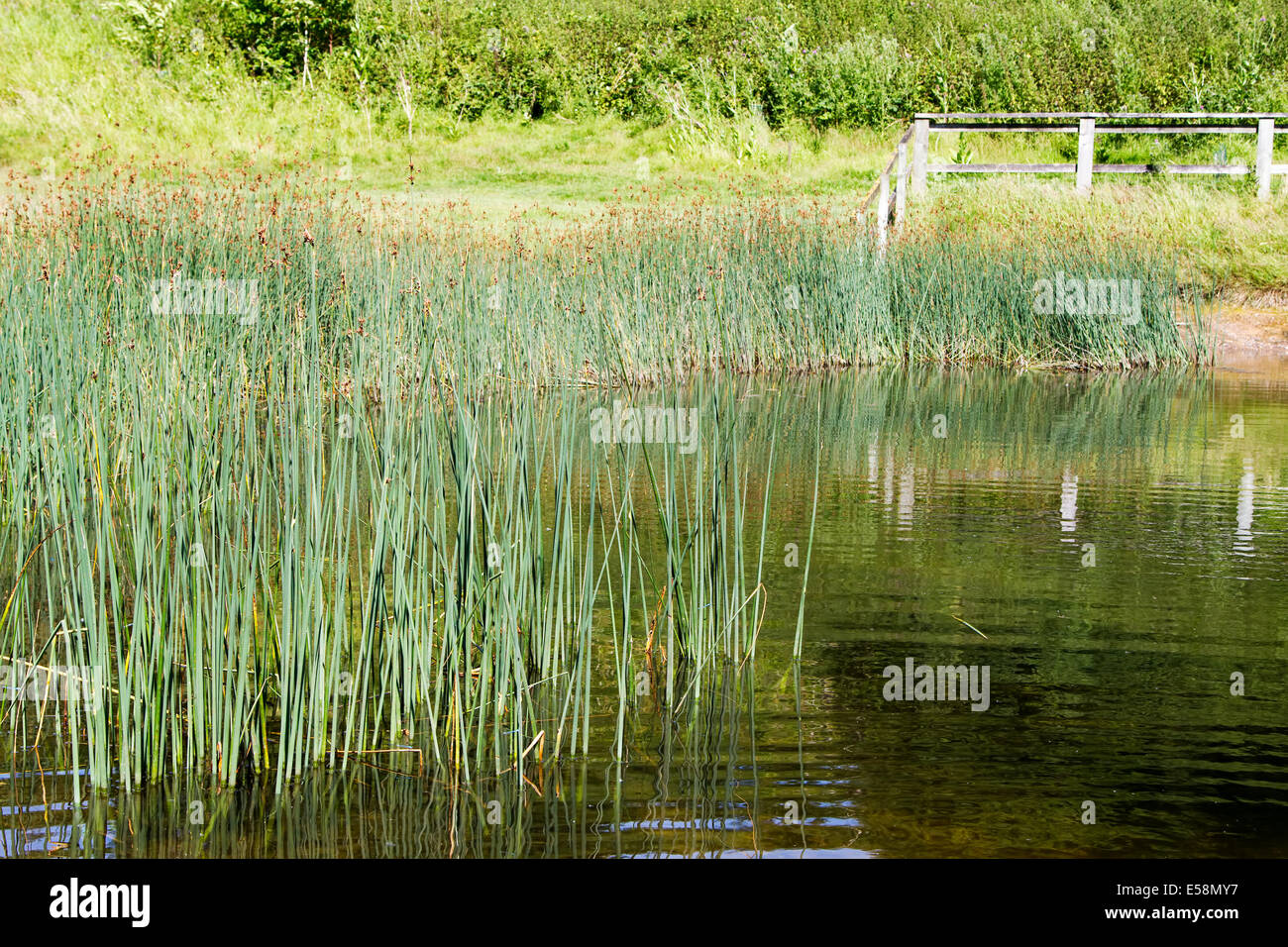 Pond plant hi-res stock photography and images - Alamy
