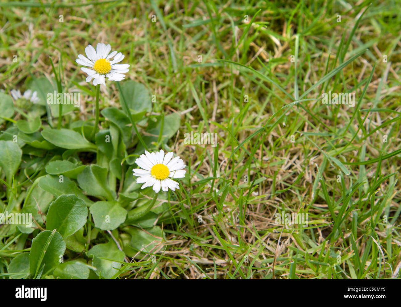 Daisies growing in grass lawn Stock Photo - Alamy