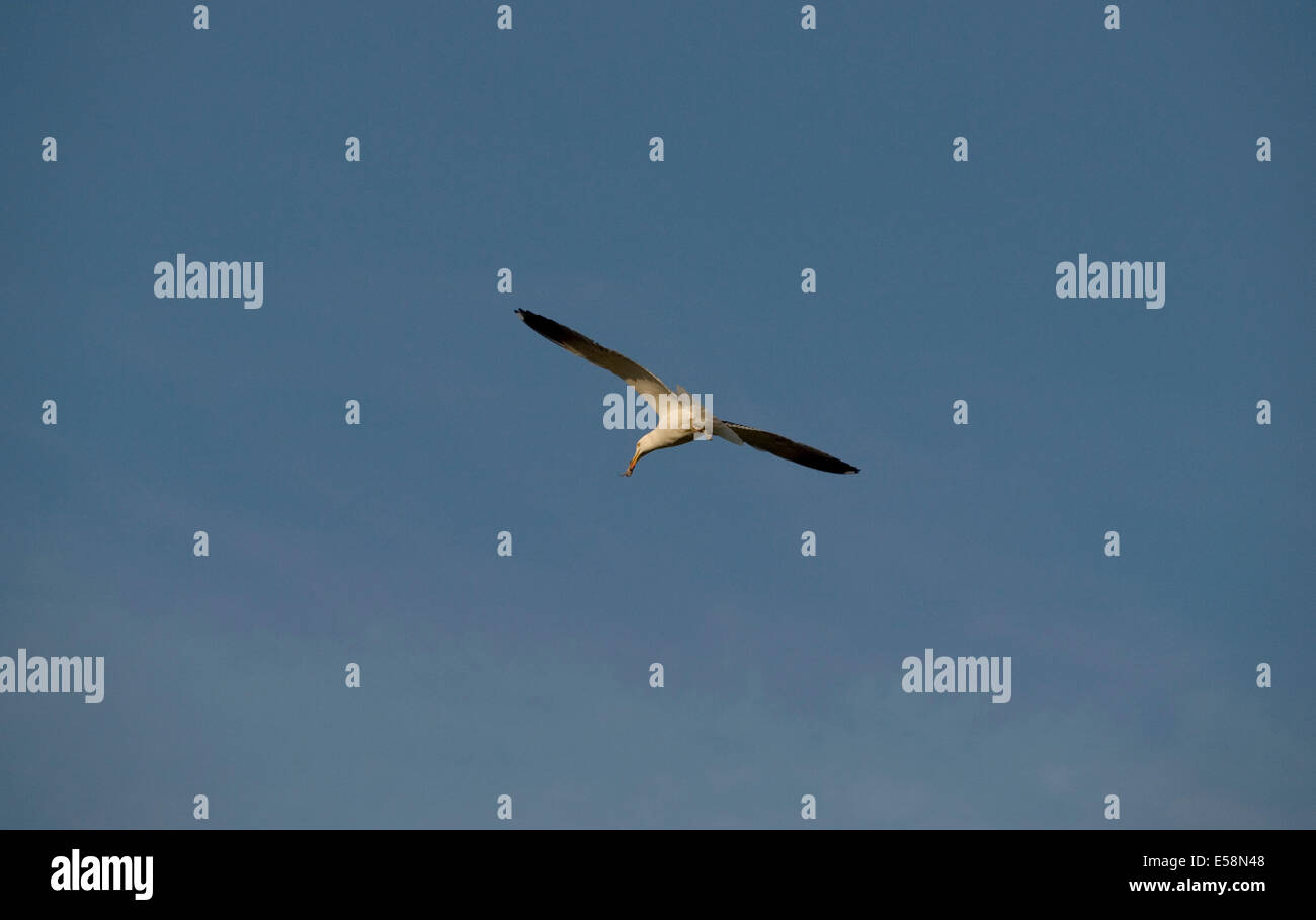 gull in flight Stock Photo - Alamy
