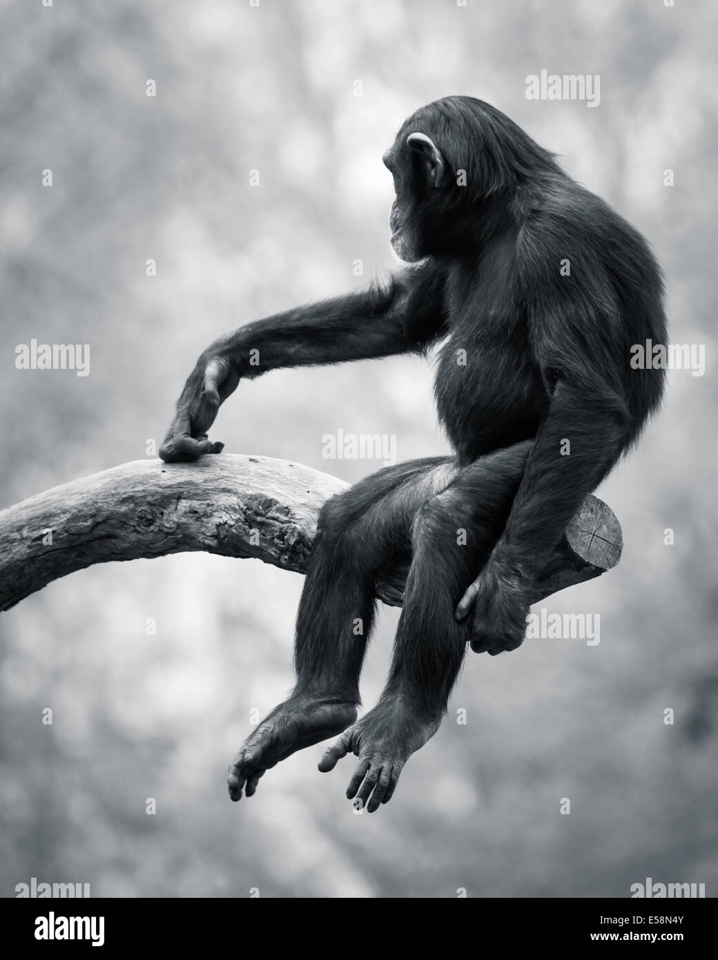 Swinging from a tree hi-res stock photography and images - Alamy