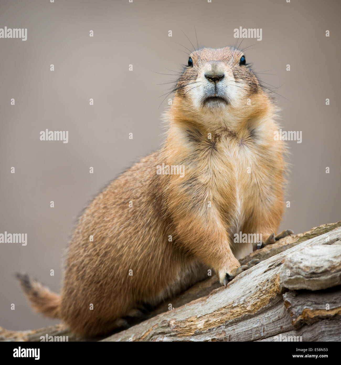 Frontal Portrait of a Prairie Dog Stock Photo - Alamy