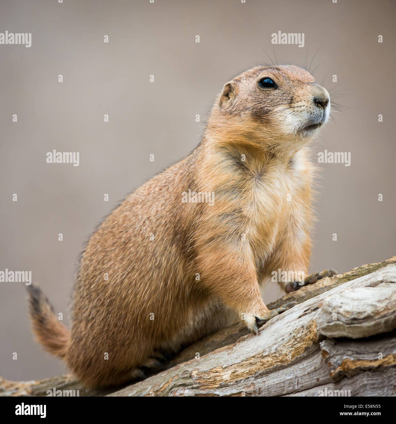 Profile Portrait of a Prairie Dog Stock Photo - Alamy