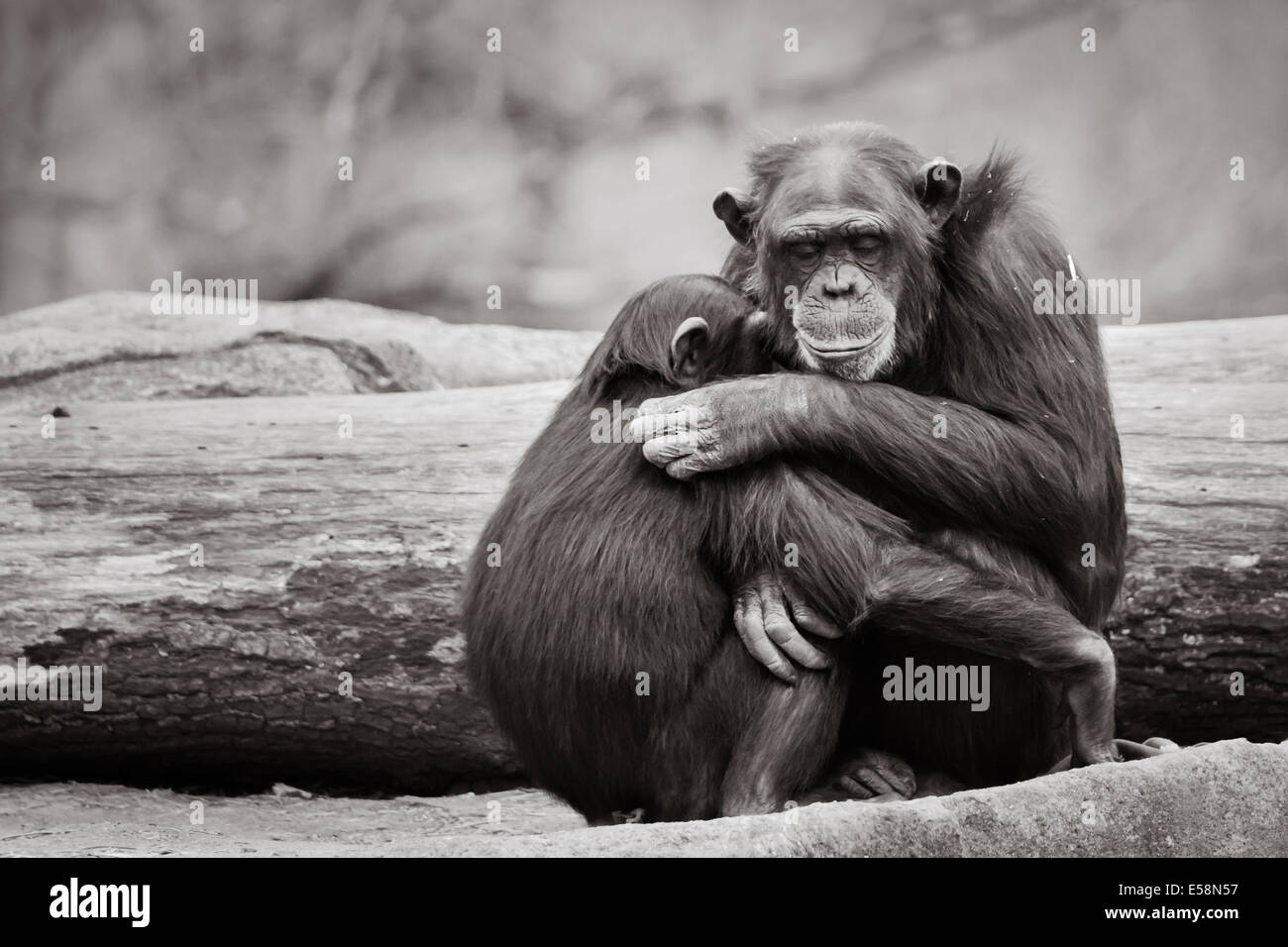 Loving Chimpanzee Mother Hugging Her Son Stock Photo - Alamy