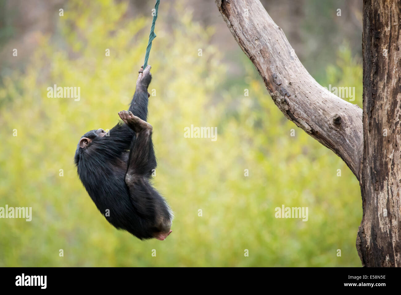 Chimpanzee zoo swinging hi-res stock photography and images - Alamy