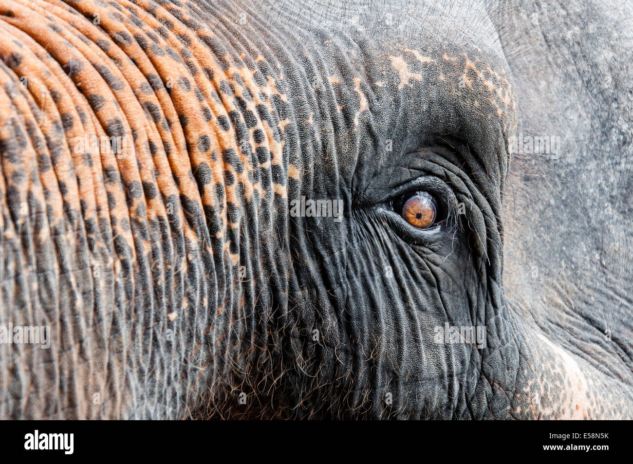 Close-up shot of Asian elephant eye Stock Photo - Alamy