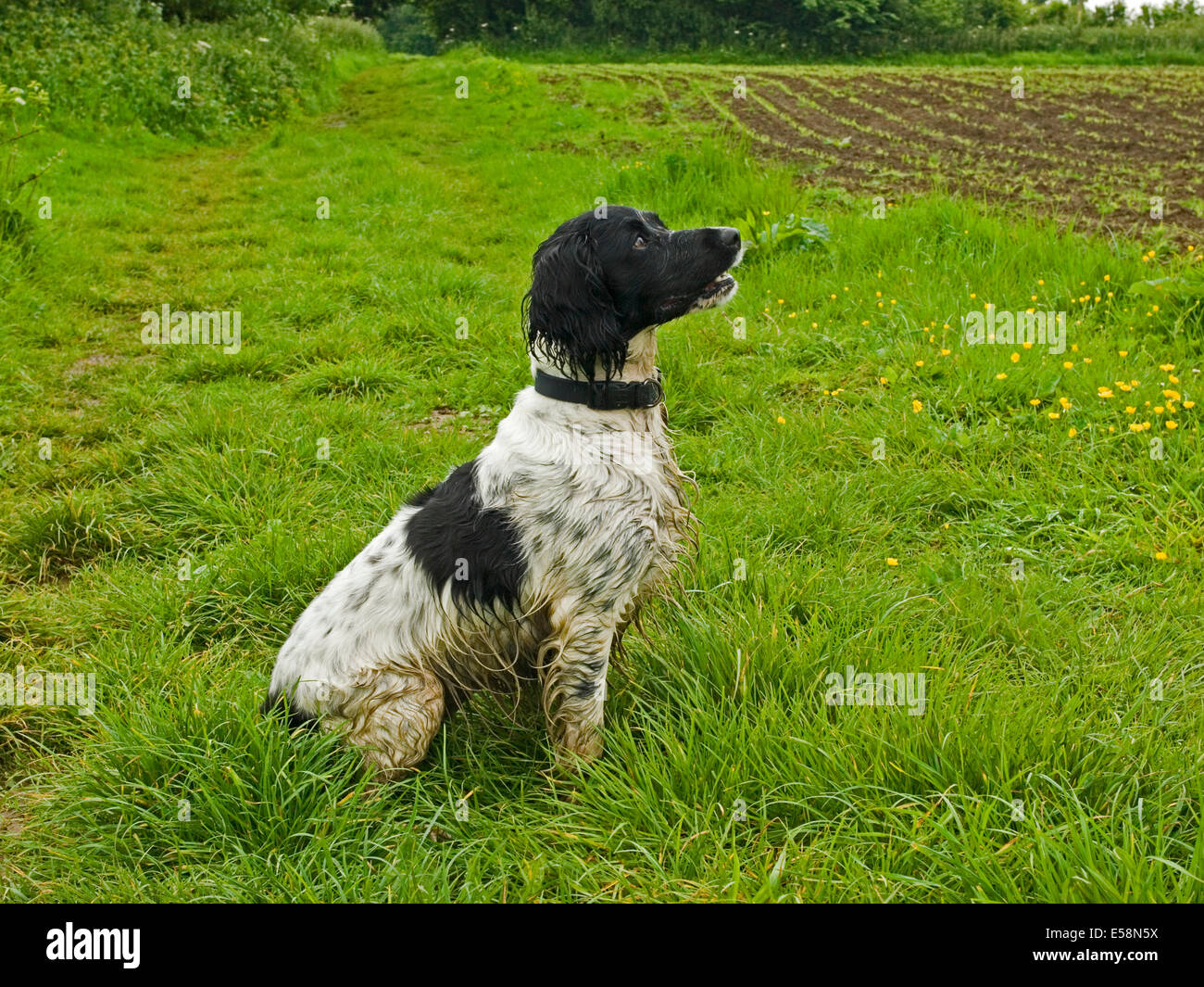Wet spaniel hi-res stock photography and images - Alamy