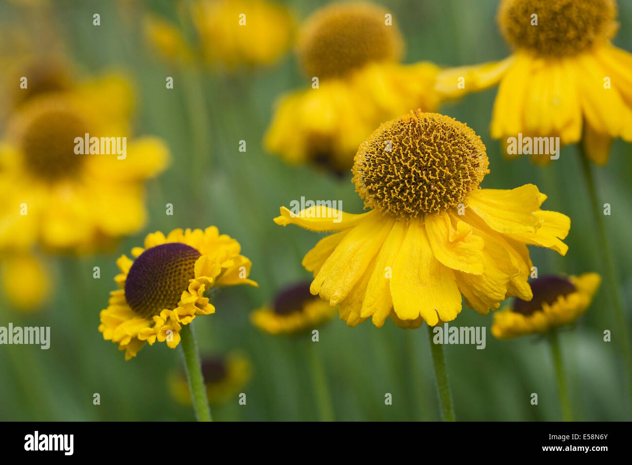 Helenium 'The Bishop', edging a flower border Stock Photo - Alamy