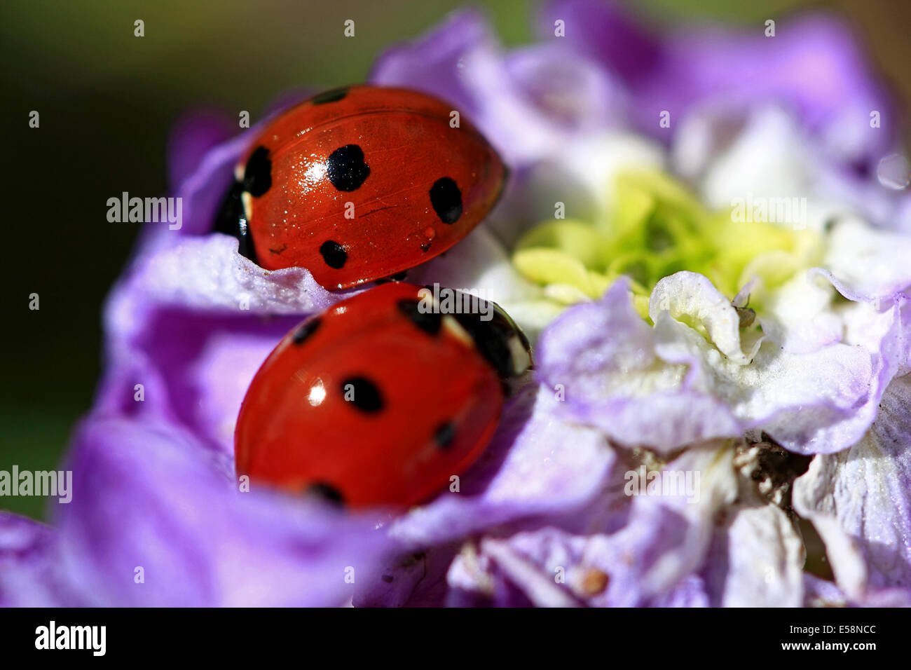 two lady bugs chillin Stock Photo - Alamy