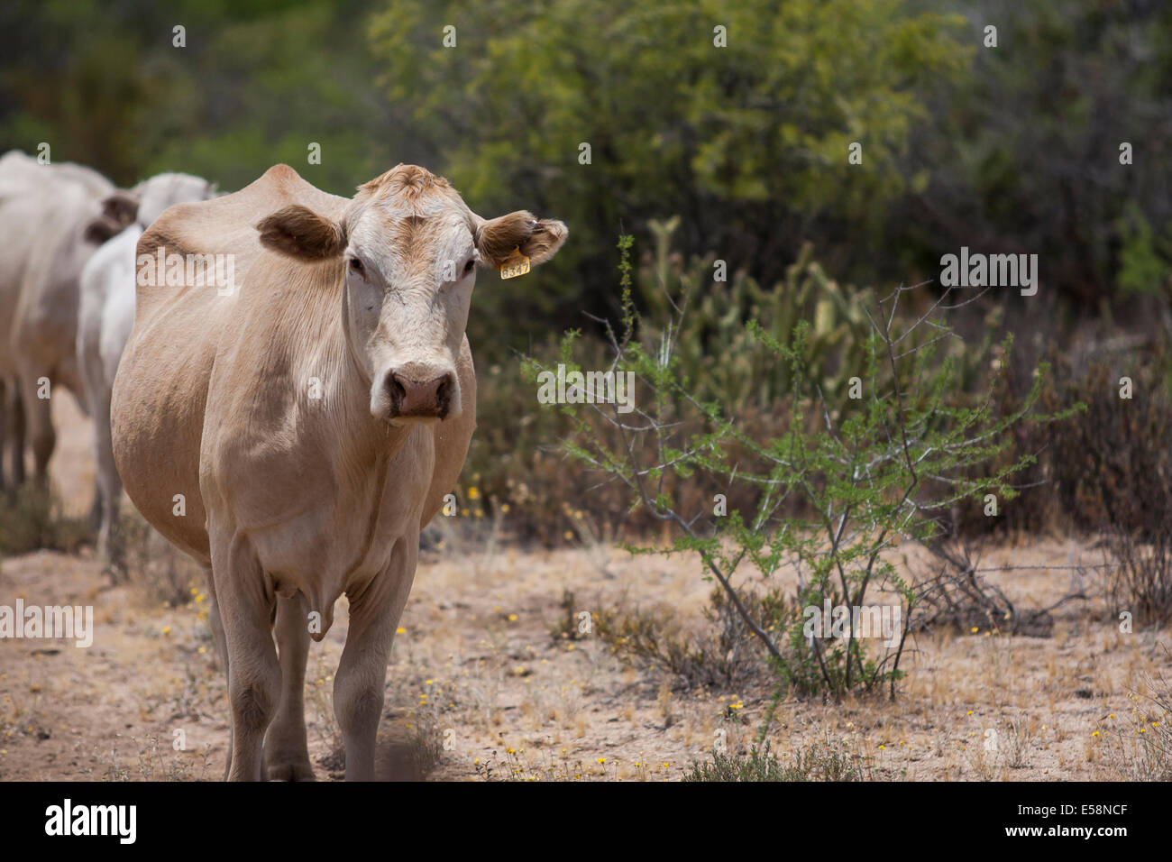 Roaming cattle hi-res stock photography and images - Alamy