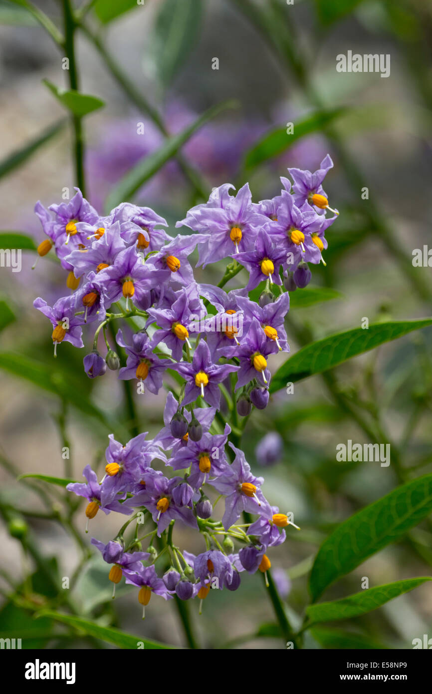 Flowers of the Chilean potato vine, Solanum crispum 'Glasnevin' Stock ...
