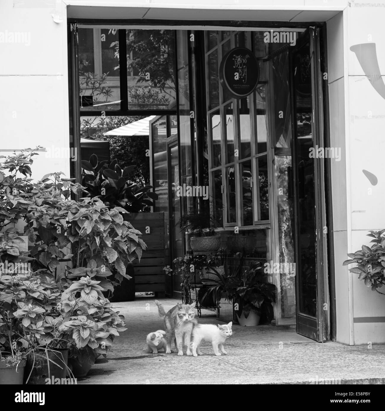 Sept. 10, 2013 - CHN - CHENGDU CHINA JULY 22: cats in the city, Sichuan ...