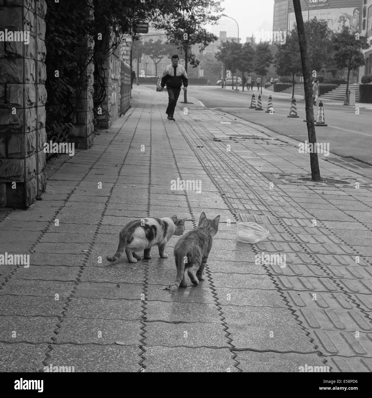 Feb. 4, 2014 - CHN - CHENGDU CHINA JULY 22: cats in the city, Sichuan ...