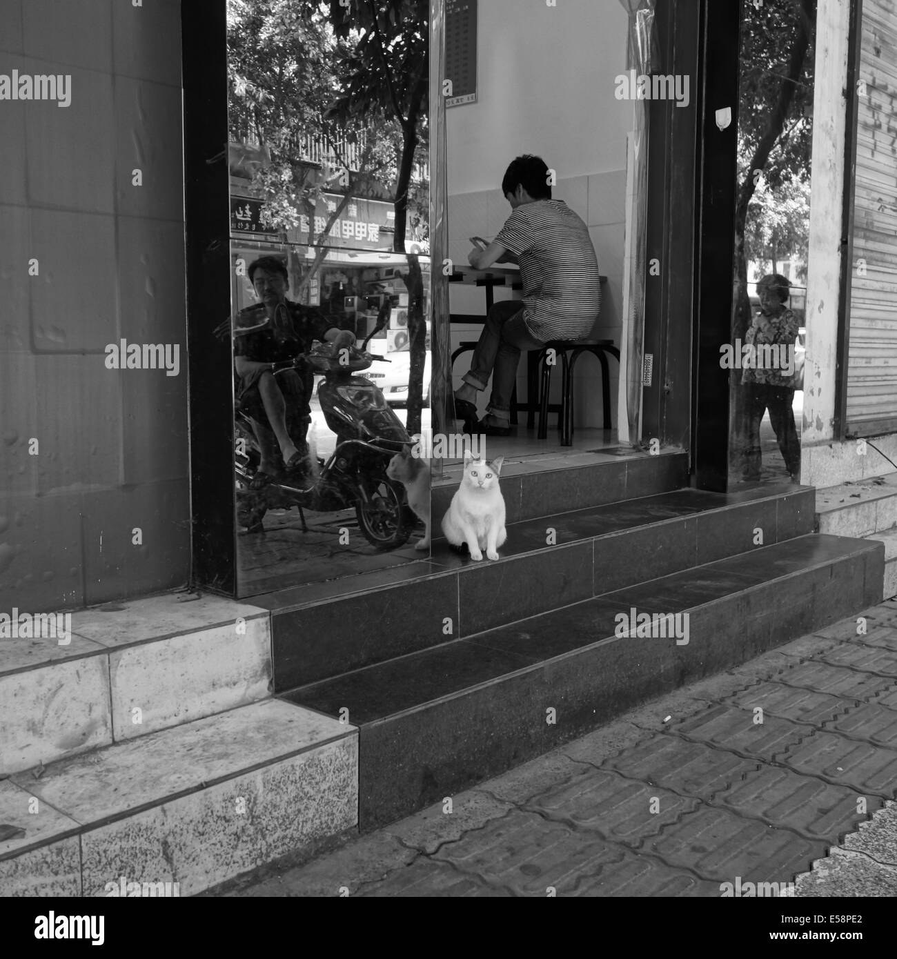 June 22, 2014 - CHN - CHENGDU CHINA JULY 22: cats in the city, Sichuan ...