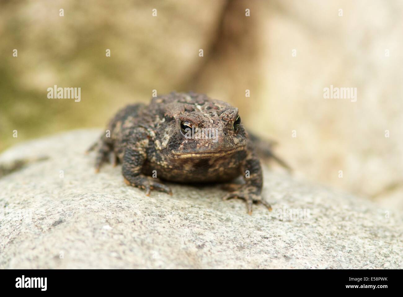 American toad (Anaxyrus americanus Stock Photo - Alamy