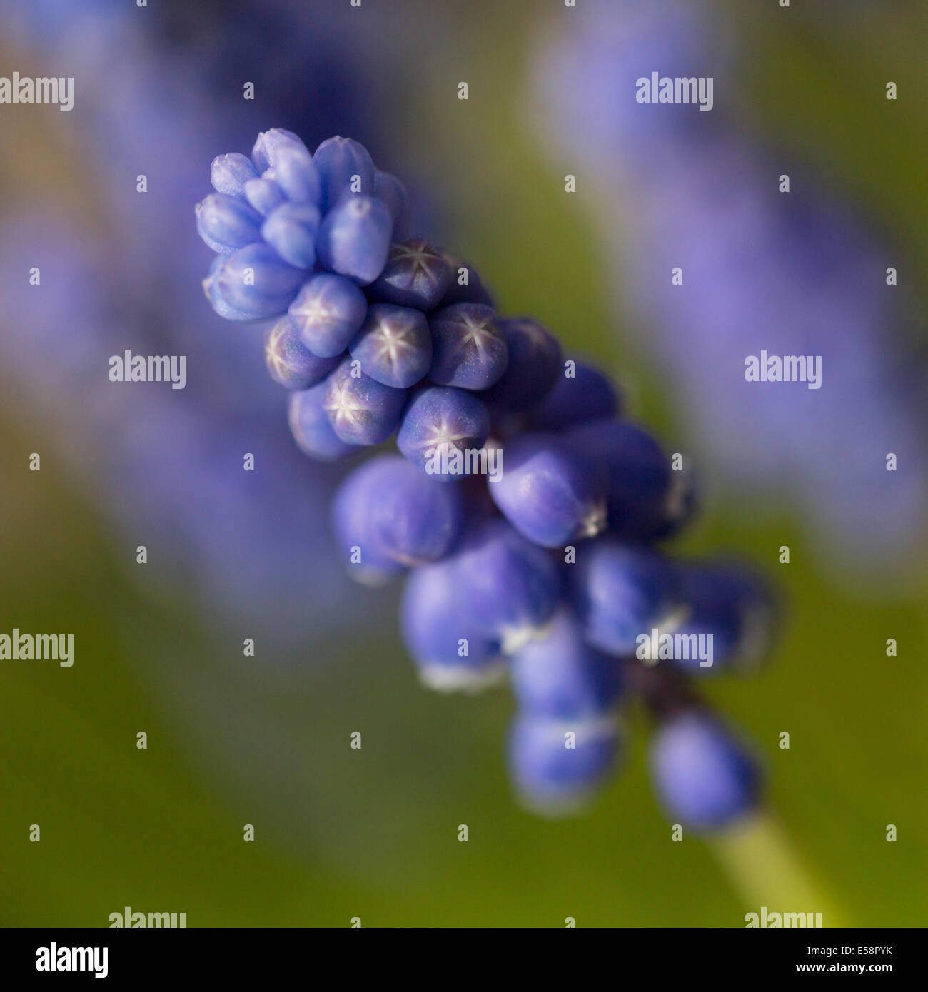 Hyacinth grape bulb hi-res stock photography and images - Alamy