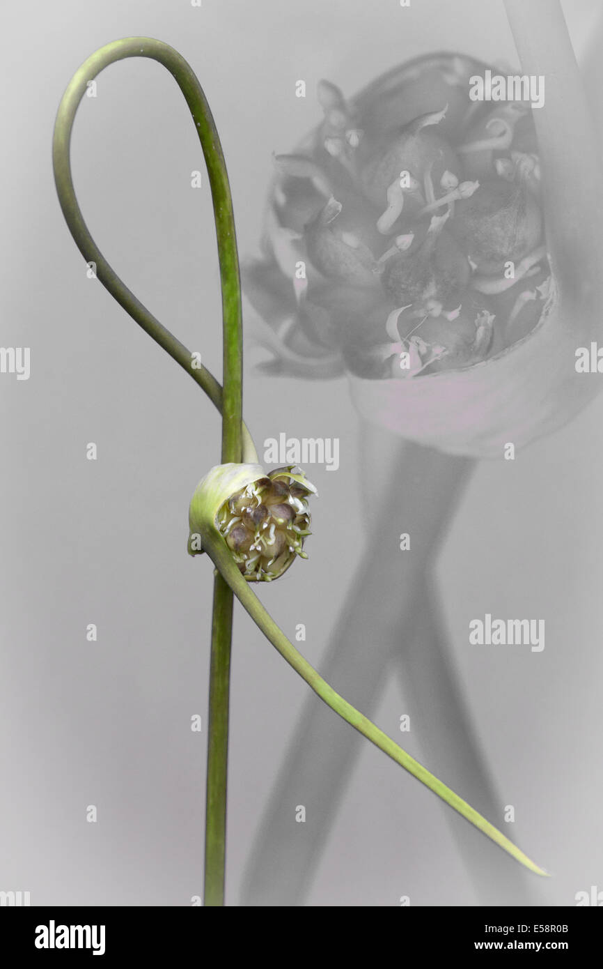 Garlic flower (spathe Stock Photo - Alamy