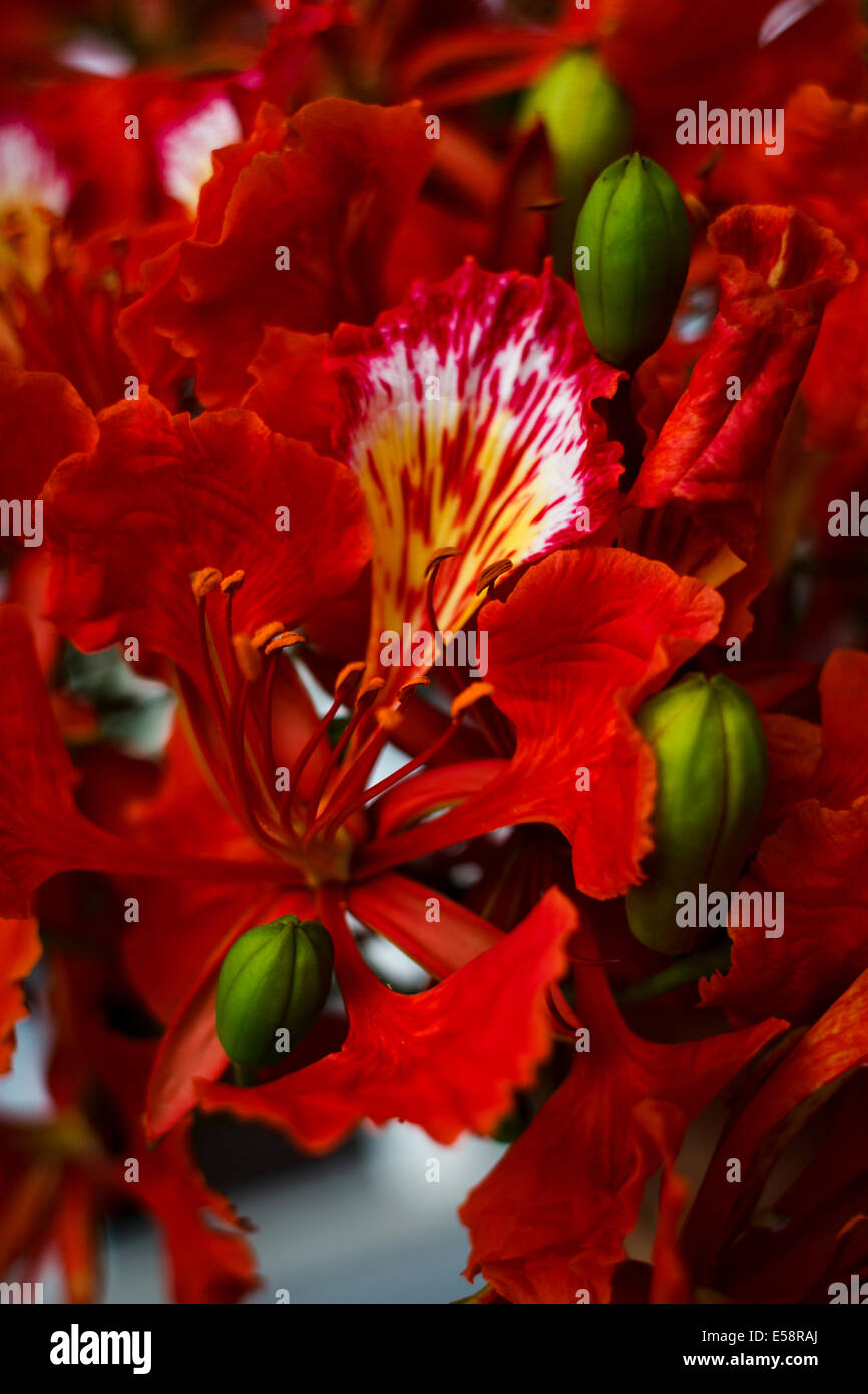 Red flamboyan hi-res stock photography and images - Alamy