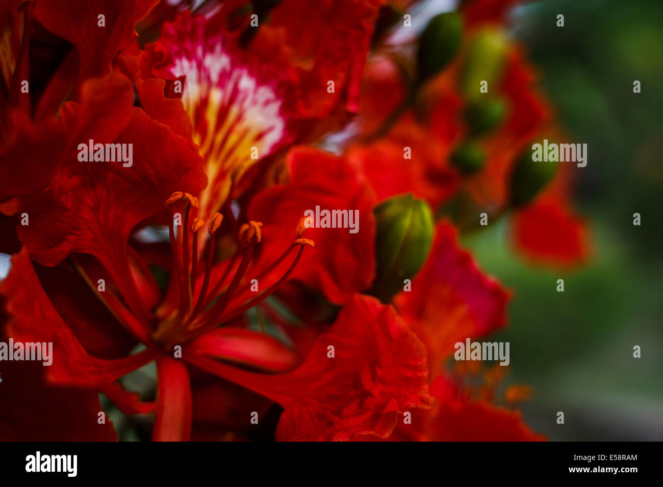 Flamboyan tree hi-res stock photography and images - Alamy